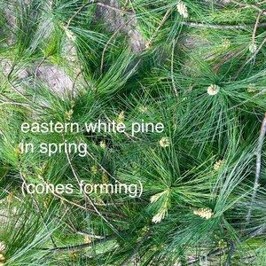 Fresh Cut Pine Branches: Eastern White or Virginia Pine, Holiday Decor ...