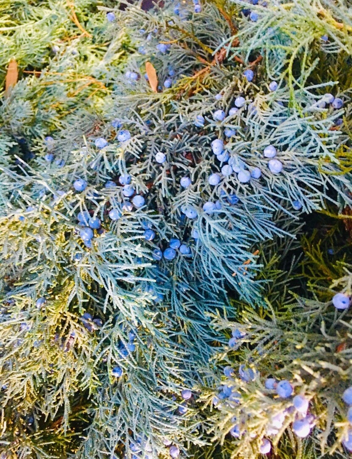 Moonglow Juniper Branches With Frosty Blue Berries, Woody Stems With ...