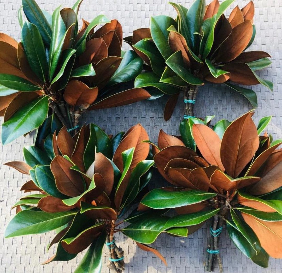 Fresh Cut Southern Magnolia Stems: Velvet Rust Tobacco Leaves, Florist ...