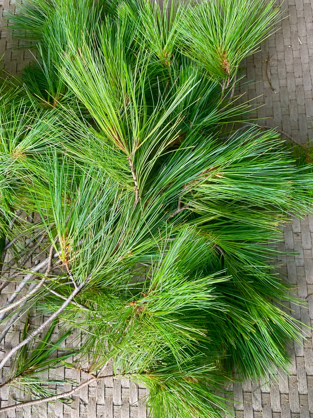 Fresh Cut Pine Branches: Eastern White or Virginia Pine, Holiday Decor ...