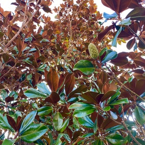 Fresh Cut Southern Magnolia Stems: Velvet Rust Tobacco Leaves, Florist ...