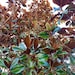 Fresh Cut Southern Magnolia Stems: Velvet Rust Tobacco Leaves, Florist ...