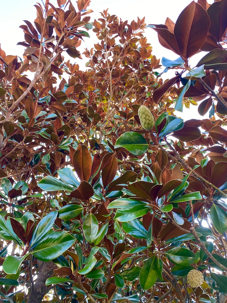 Fresh Cut Southern Magnolia Stems: Velvet Rust Tobacco Leaves, Florist ...