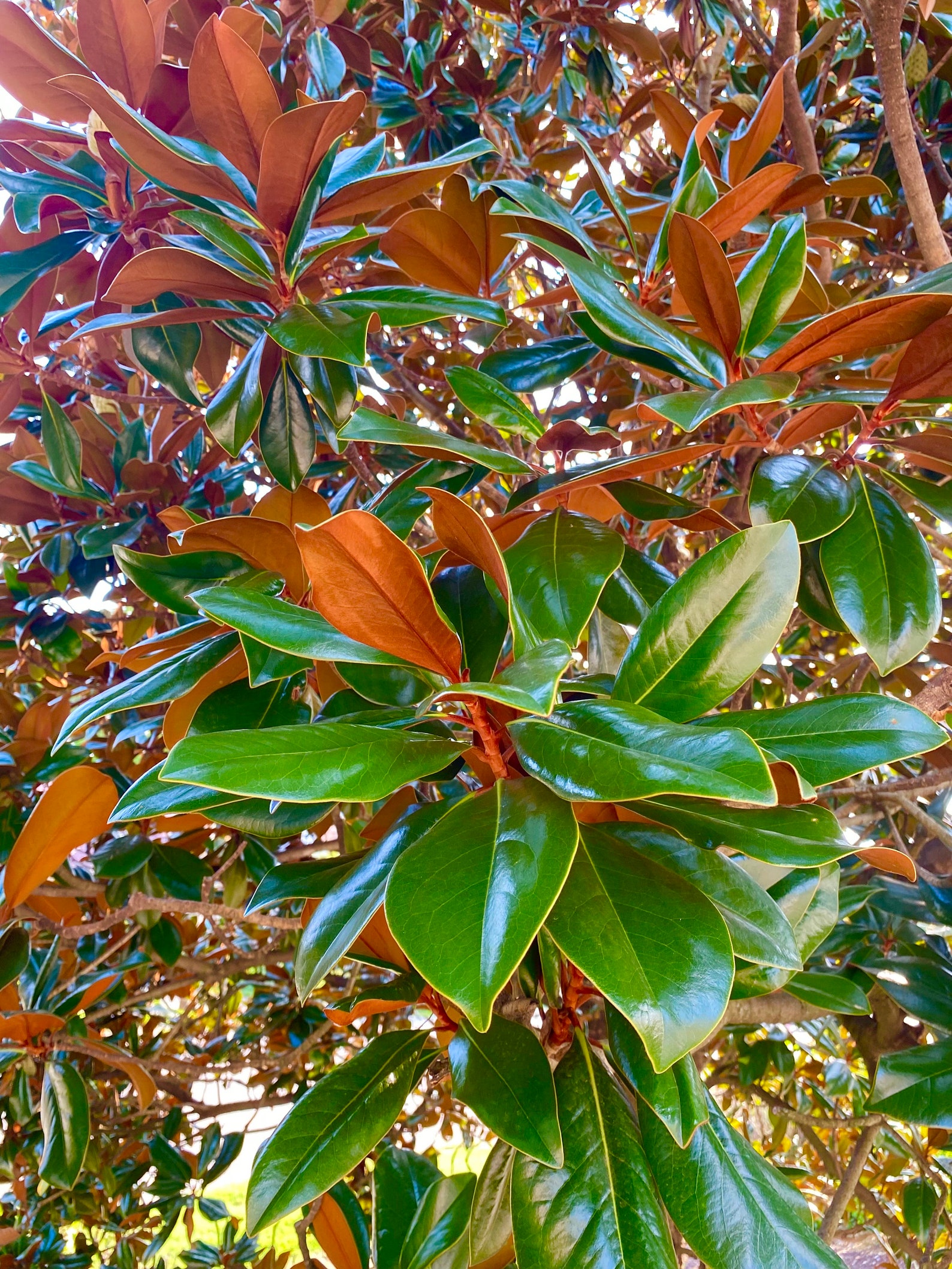 Fresh Cut Southern Magnolia Stems: Velvet Rust Tobacco Leaves, Florist ...