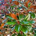 Fresh Cut Southern Magnolia Stems: Velvet Rust Tobacco Leaves, Florist ...