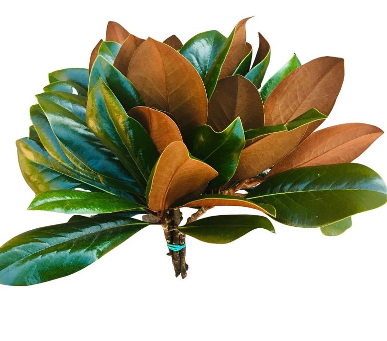Fresh Cut Southern Magnolia Stems: Velvet Rust Tobacco Leaves, Florist ...
