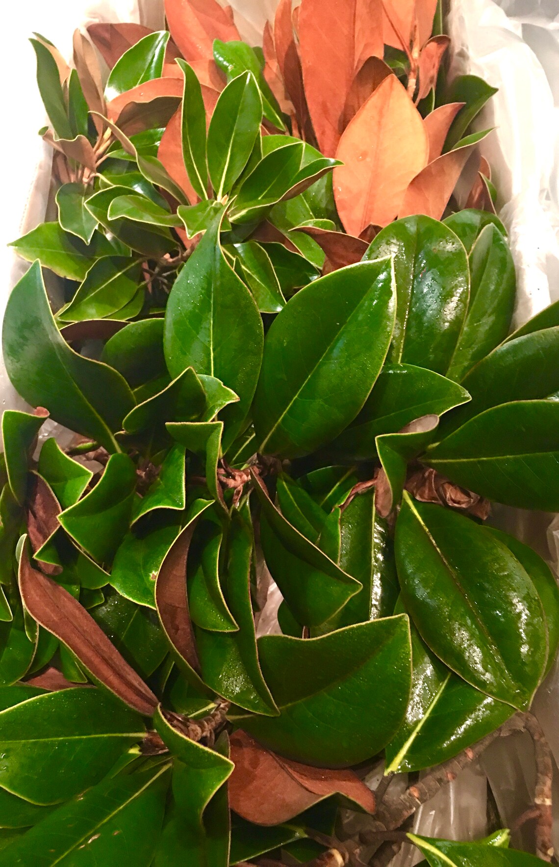 Fresh Cut Southern Magnolia Stems: Velvet Rust Tobacco Leaves, Florist ...