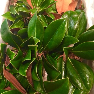 Fresh Cut Southern Magnolia Stems: Velvet Rust Tobacco Leaves, Florist ...