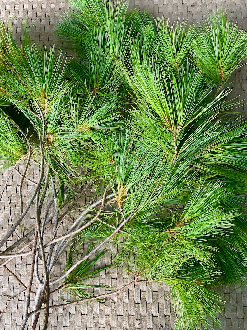 Fresh Cut Pine Branches: Eastern White or Virginia Pine, Holiday Decor ...