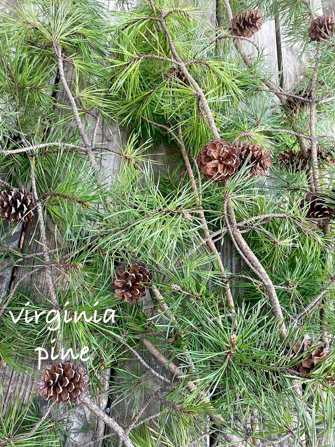Fresh Cut Pine Branches: Eastern White or Virginia Pine, Holiday Decor ...