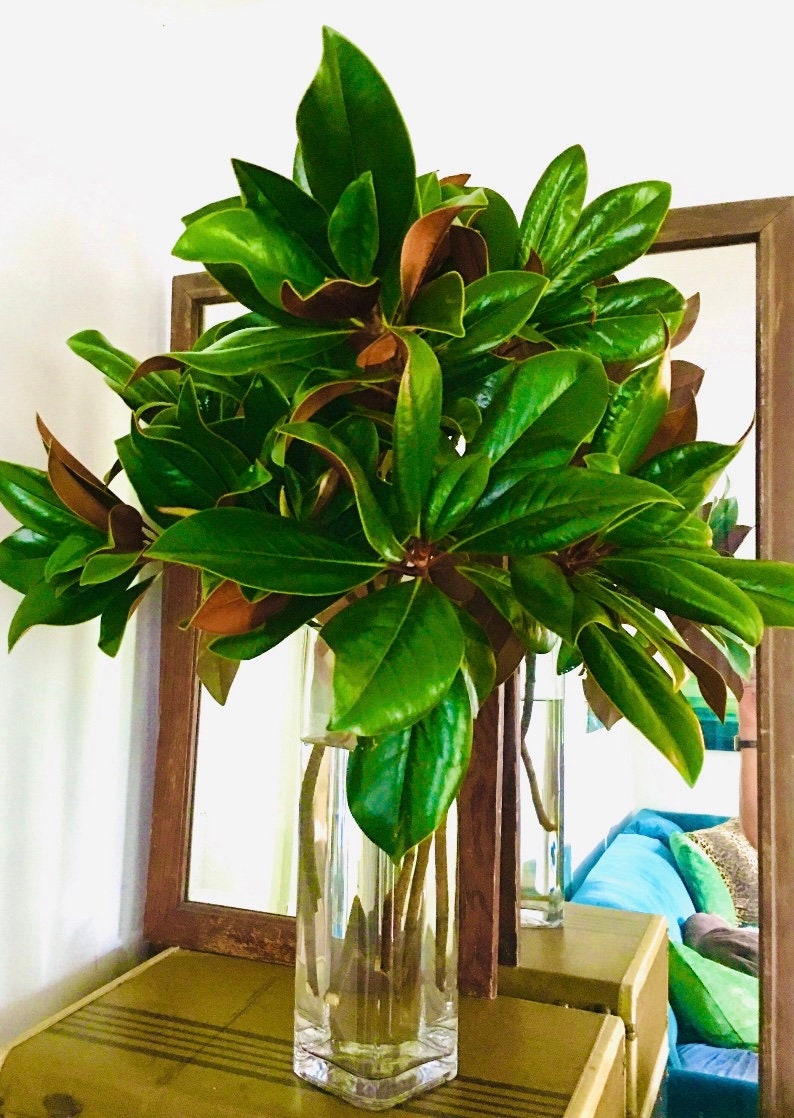 Fresh Cut Southern Magnolia Stems: Velvet Rust Tobacco Leaves, Florist ...