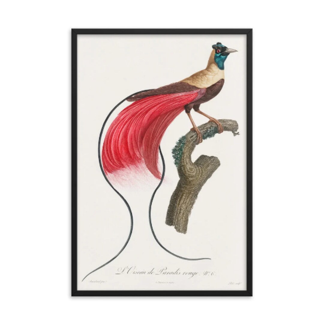 Red Bird of Paradise (1806) Famous Nature Illustration by Jacques ...