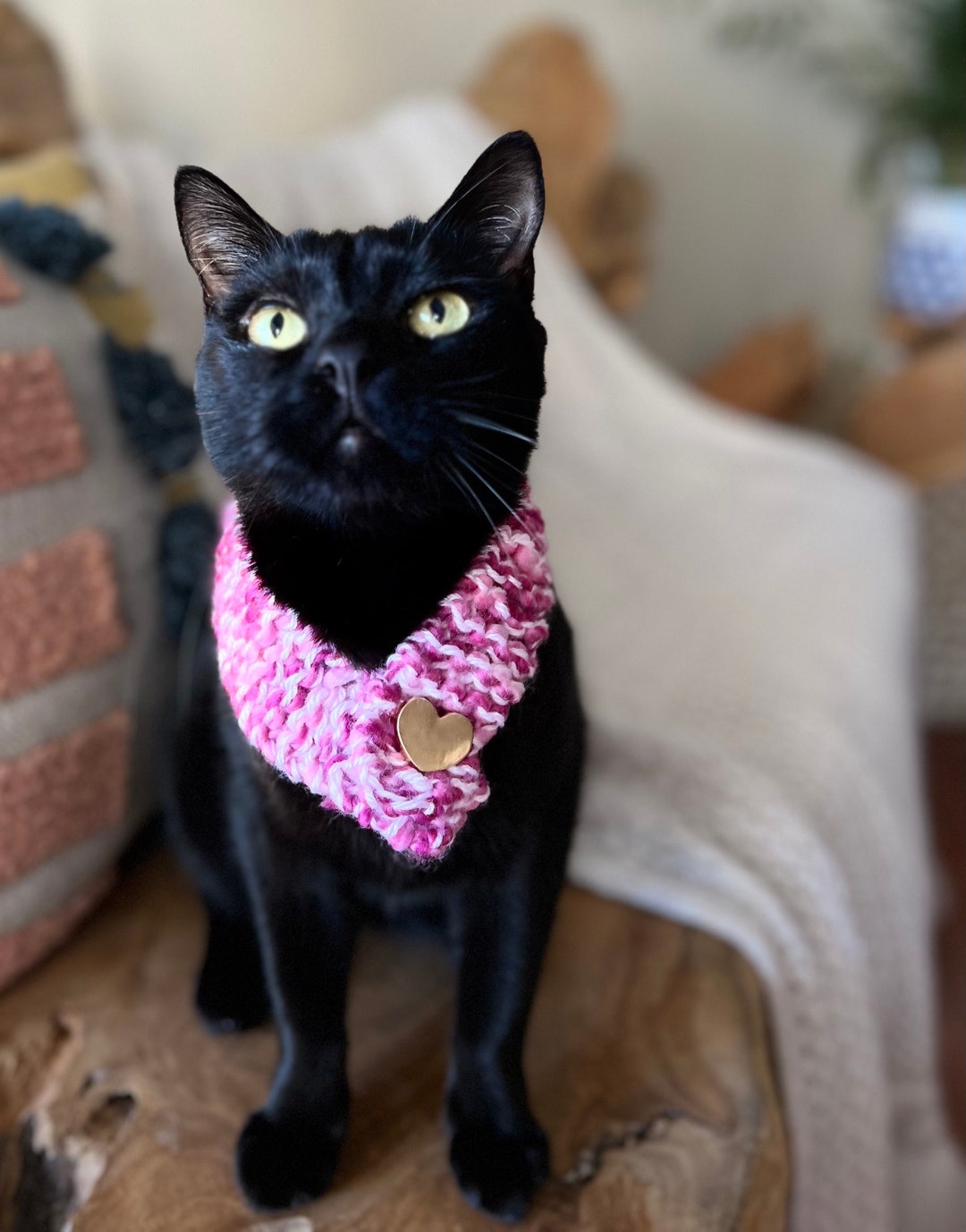 Cat Scarf & Hearts, Purr-fectly Fashioned Kitties! Family Photo, Pet ...