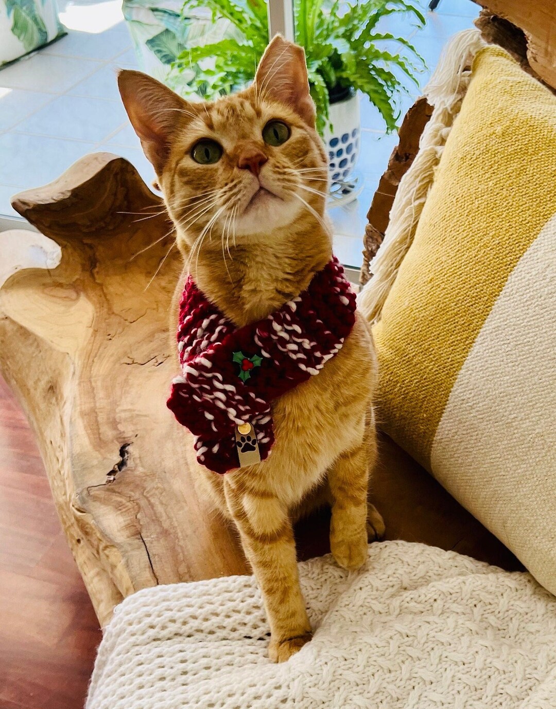 Cat Scarf for Purr-fectly Fashioned Kitties! Family Photo, Pet Photo ...