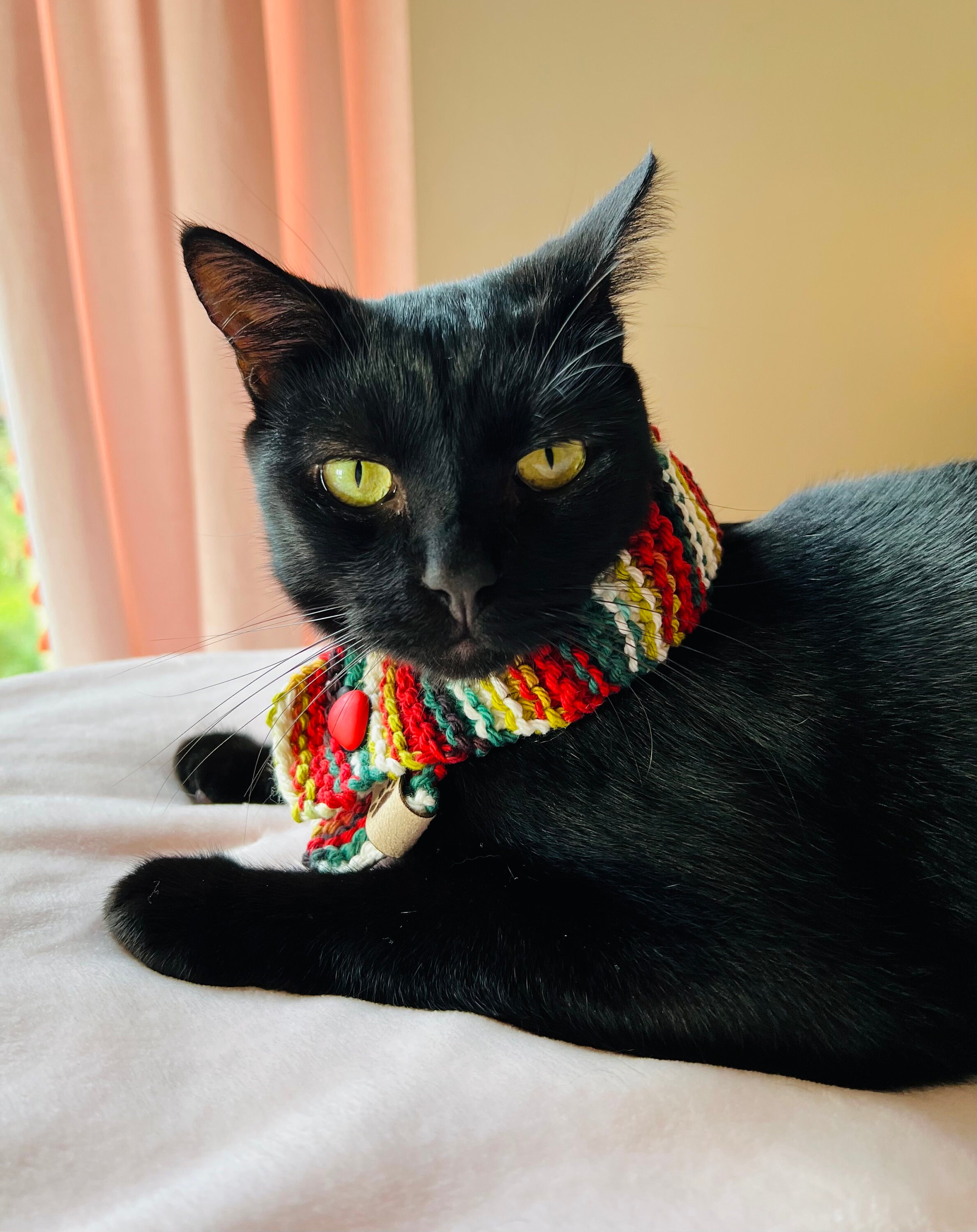 Cat Scarf for Purr-fectly Fashioned Kitties! Family Photo, Pet Photo ...