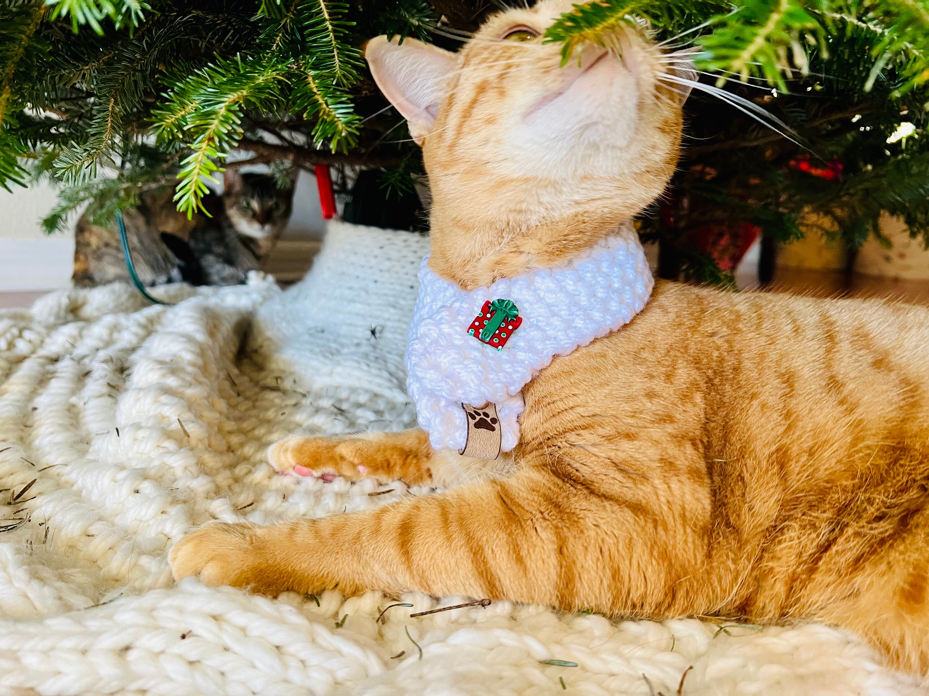 Cat Scarf for Purr-fectly Fashioned Kitties! Family Photo, Pet Photo ...