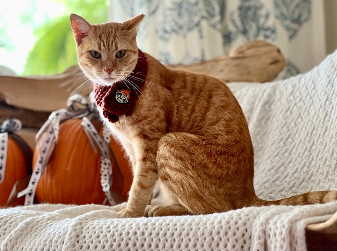 Spooky Cat Scarf for Purr-fect Halloween Cat Accessories! Halloween ...