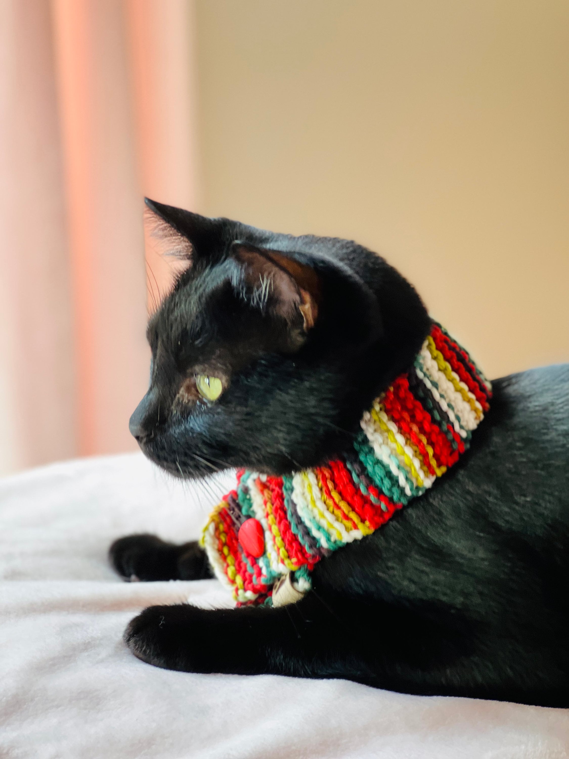 Cat Scarf for Purr-fectly Fashioned Kitties! Family Photo, Pet Photo ...