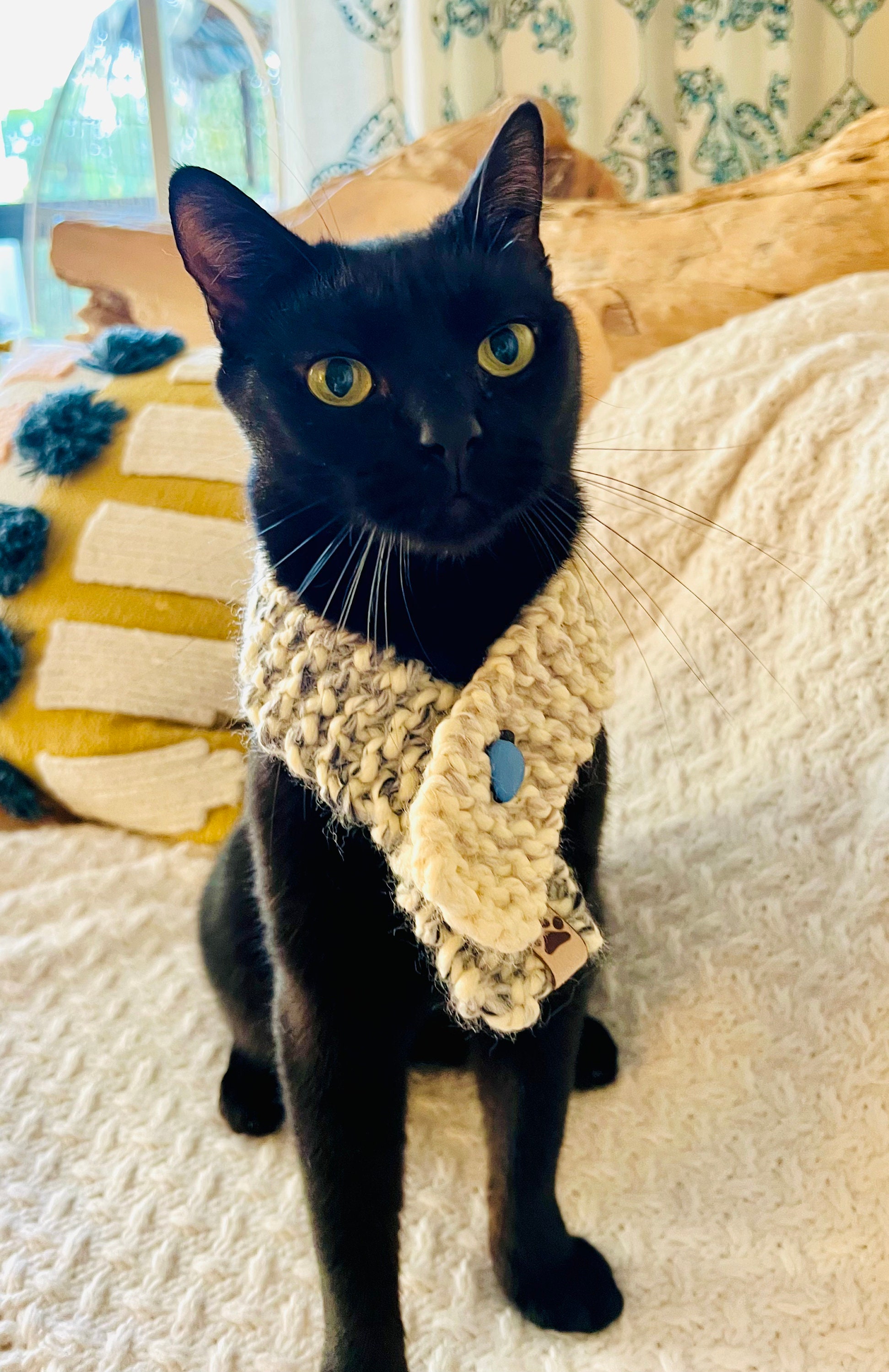 Cat Scarf for Purr-fectly Fashioned Kitties! Family Photo, Pet Photo ...