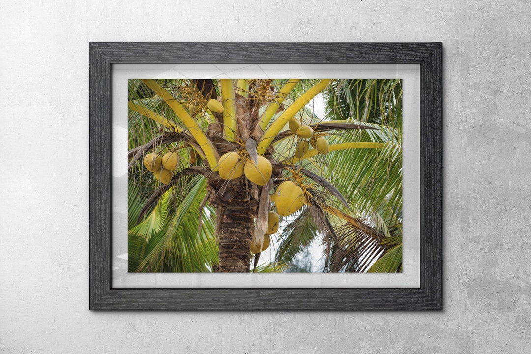 Coconut Horizontal Poster, Coconut Tree Tropical Fruit Photography ...