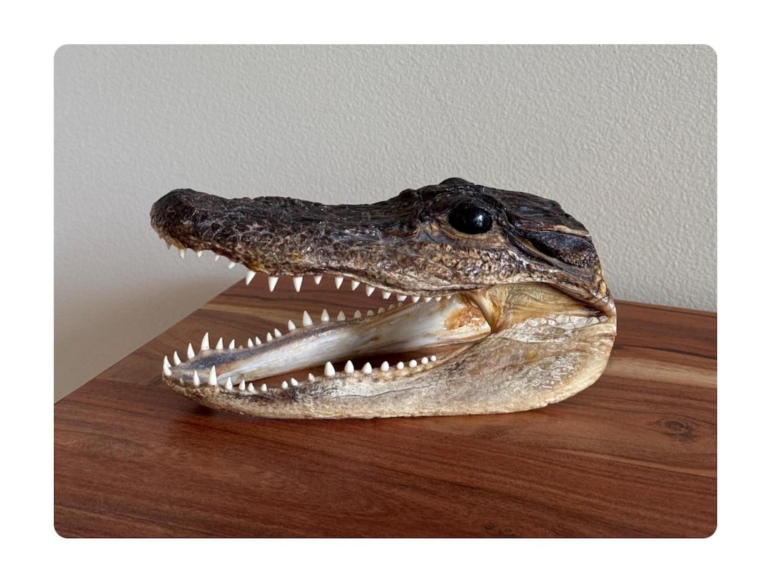 Genuine Alligator Head Taxidermy Real Gator Head Unique Man Cave Decor ...