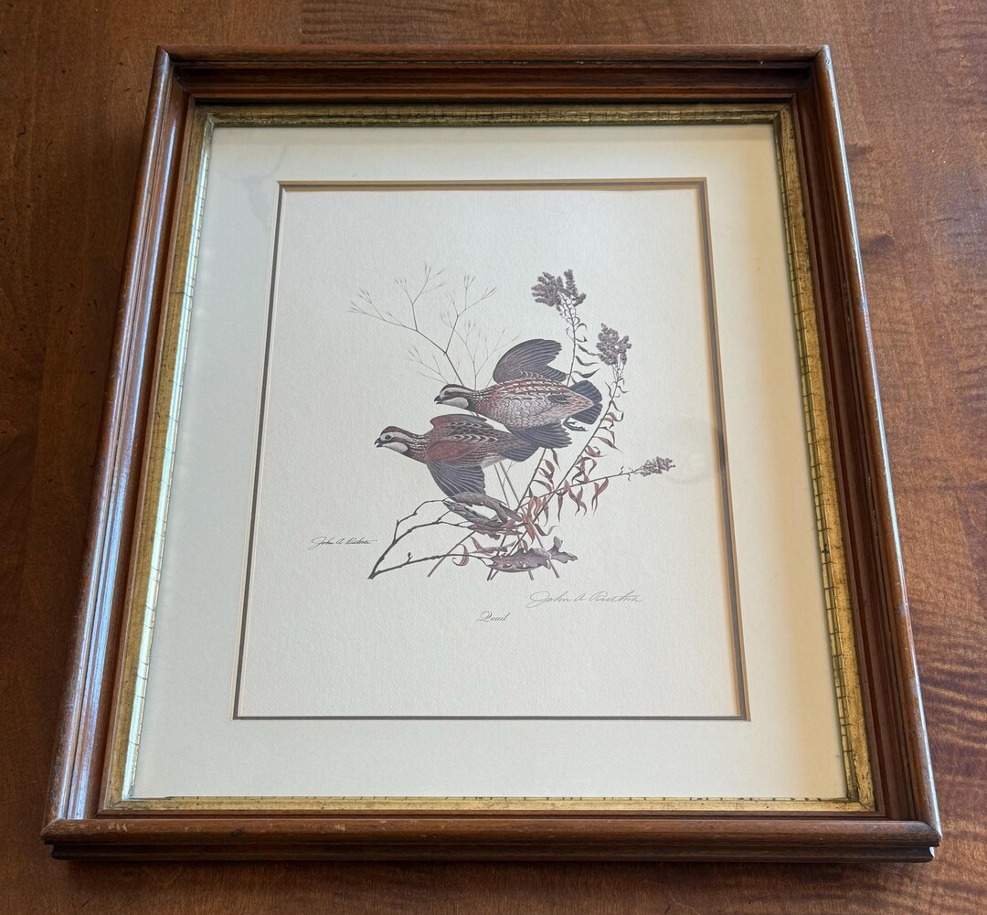 Vintage John Ruthven Signed Quail Print Framed Double Matted Bird ...