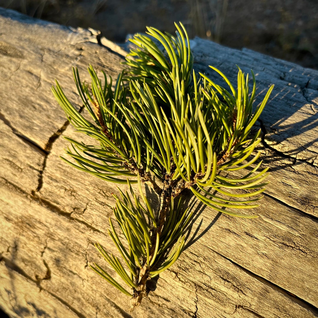 Fresh Cut Piñon Pine Sprigs - Etsy