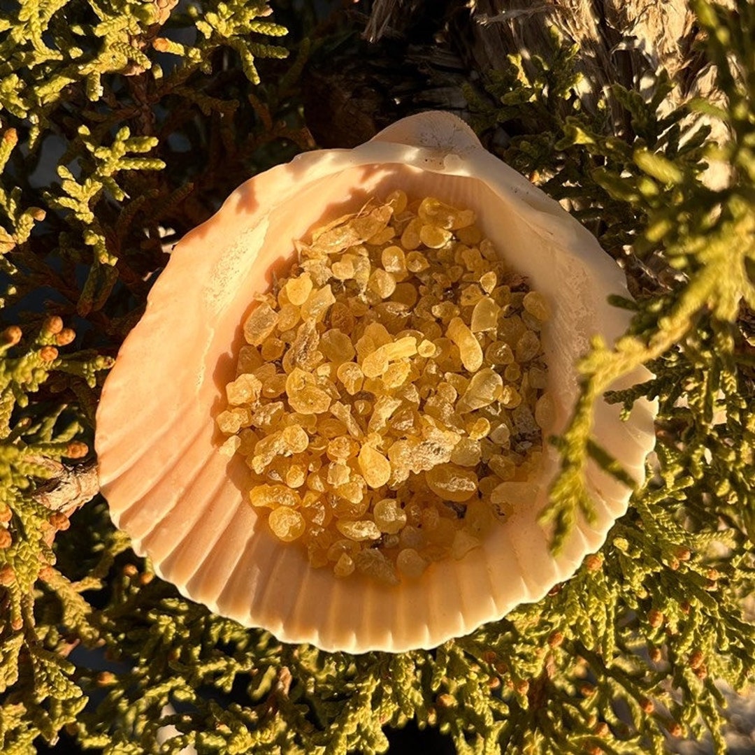 Raw Natural Wild Harvested Rocky Mountain Juniper Resin “tears” - Etsy