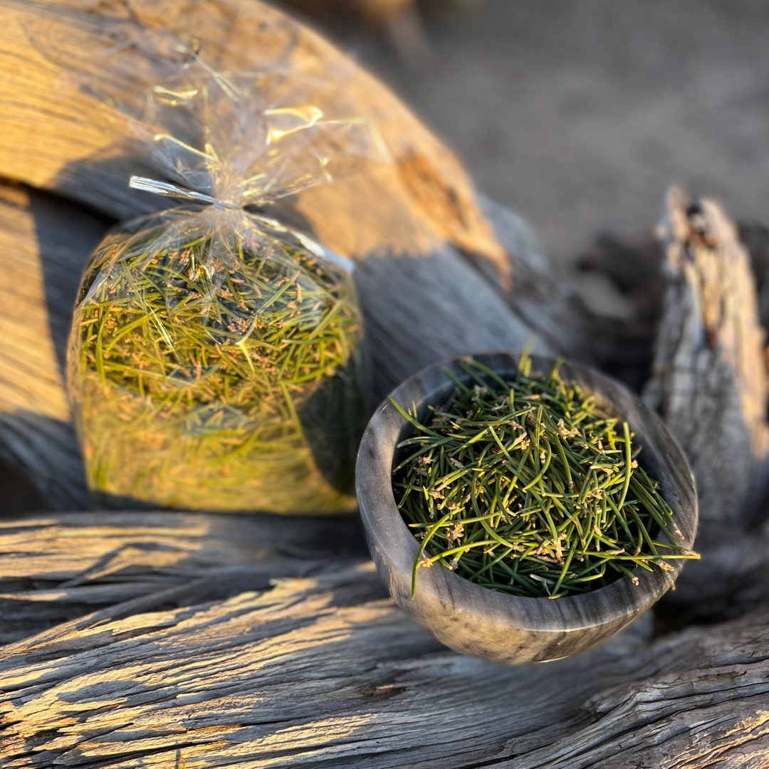 FRESH Piñon (pinyon, Pinion) Pine Needle Tea, Organic Wild Harvested ...
