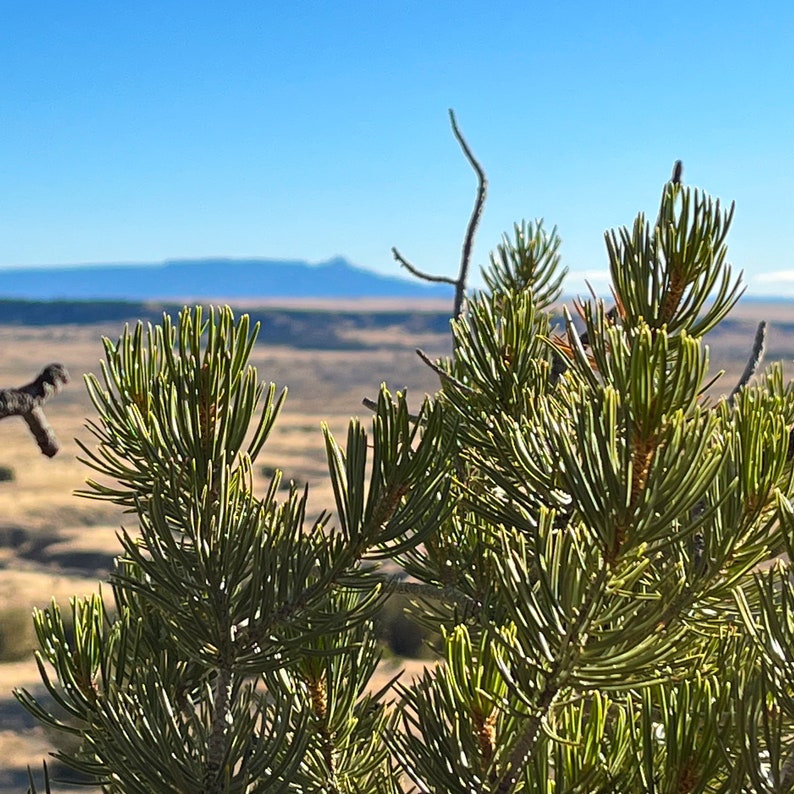 FRESH Piñon (pinyon, Pinion) Pine Needle Tea, Organic Wild Harvested ...