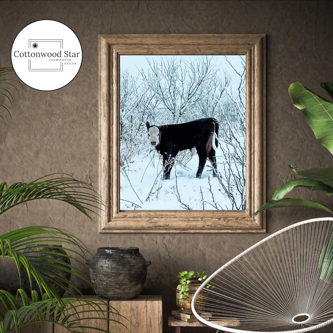 Cow in Snow Print: Winter Farmhouse Calf Photography - Etsy