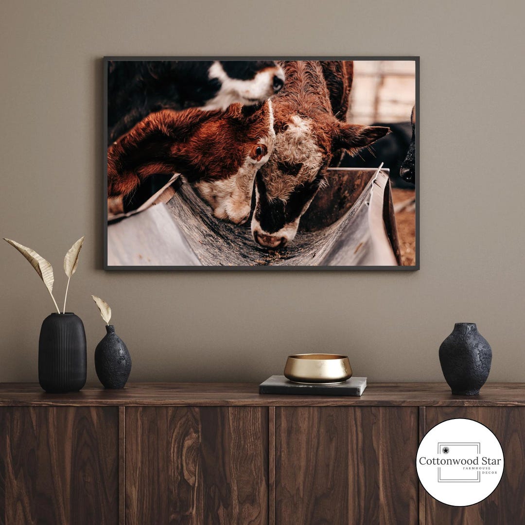 Steer Calves Ranch Life Print: Western Nursery, Country Home Decor - Etsy
