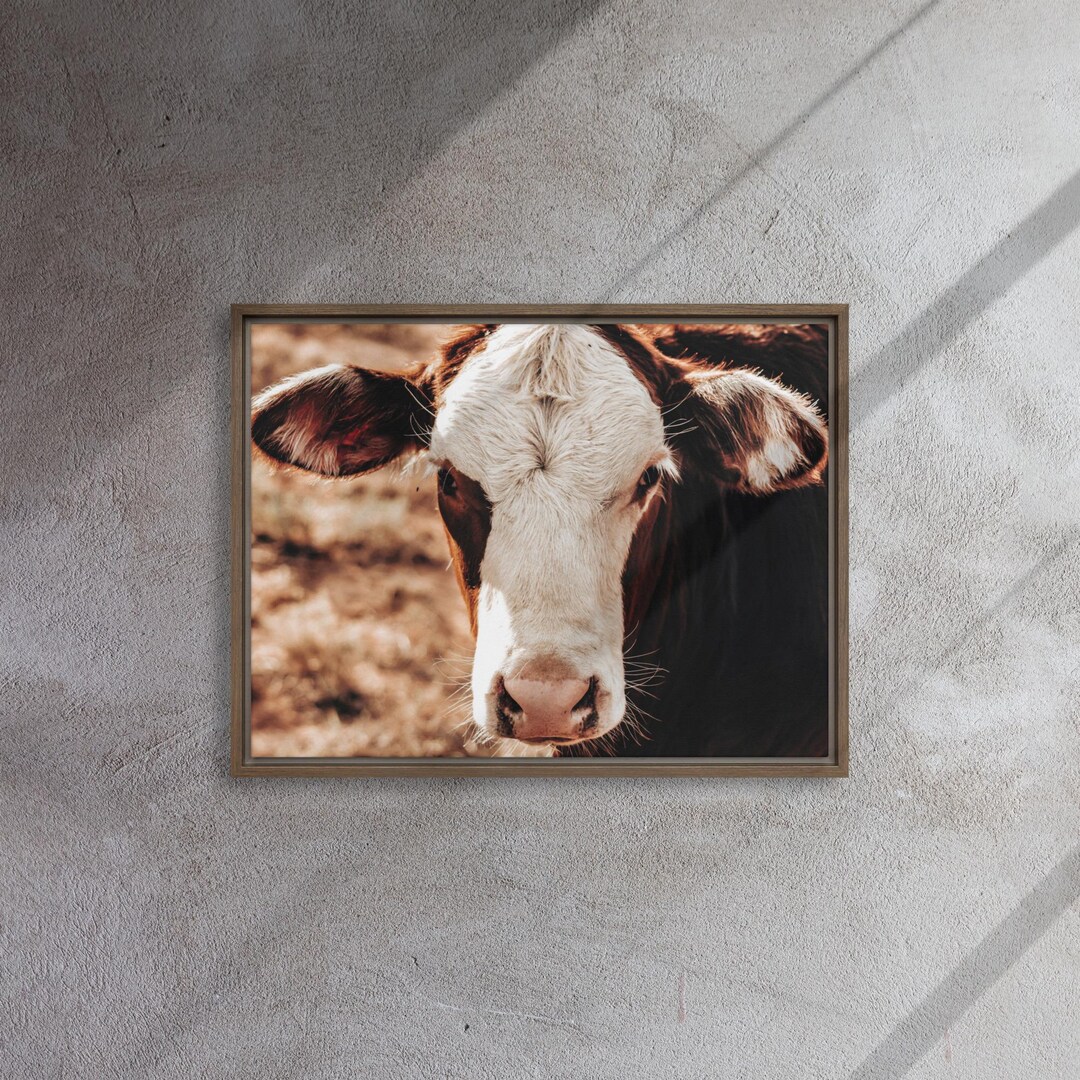 White Face Cow Wall Art – Western Farmhouse Decor, Framed Calf Canvas ...