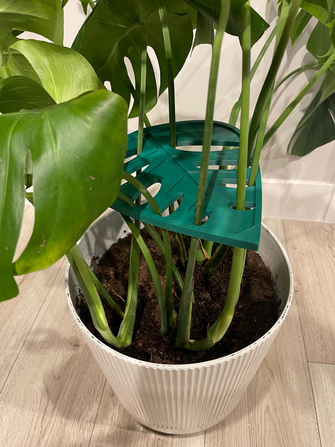 Monstera Stem Supporter 2-pack - Etsy
