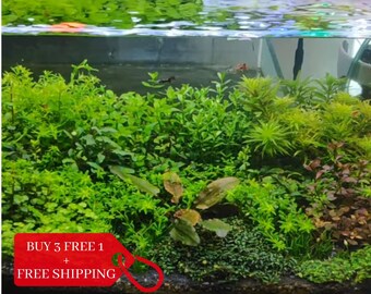 Godzilla Plant - Etsy