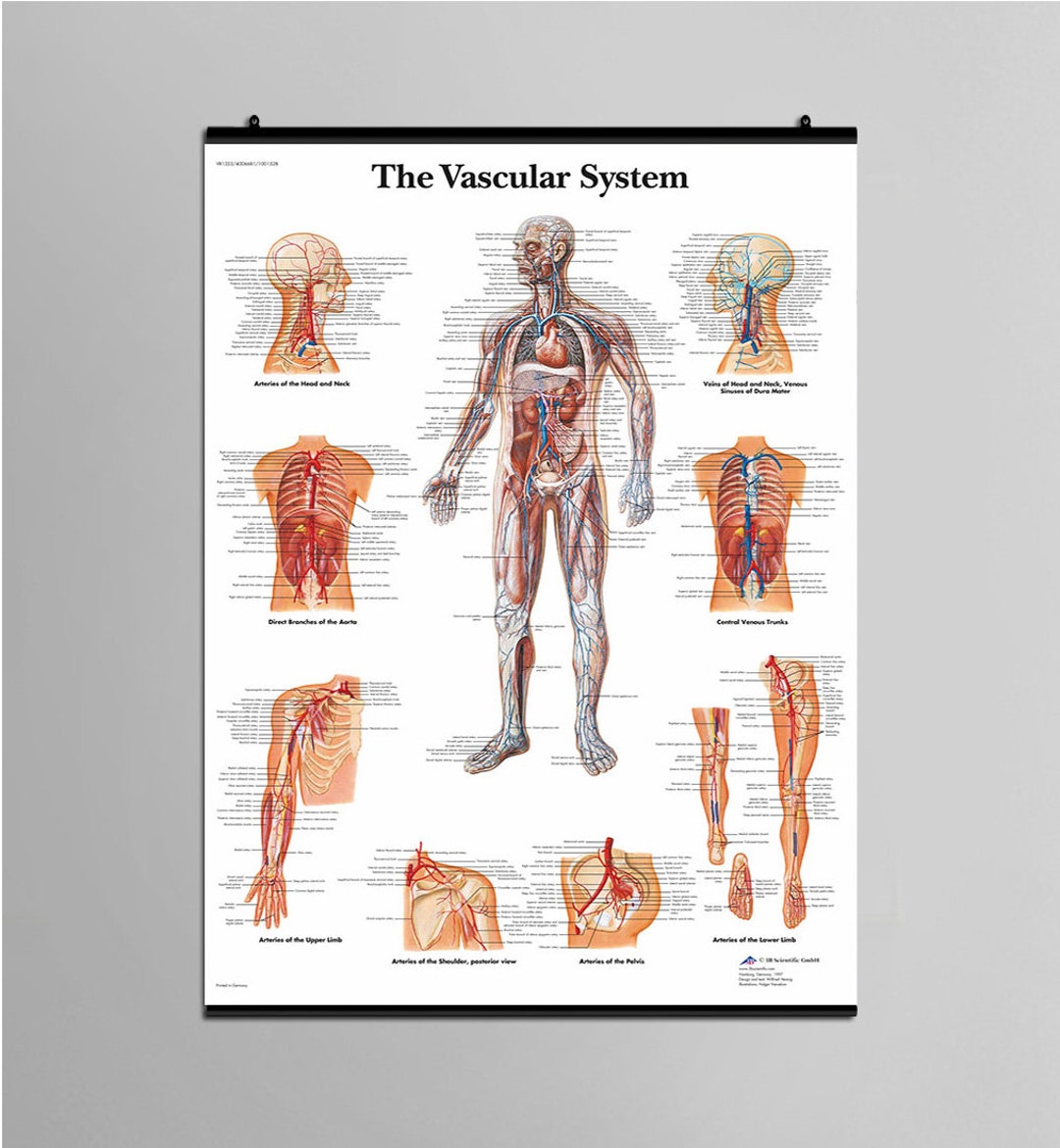 The Vascular System Oil Canvas Print Painting Wall Art Poster Hangers ...