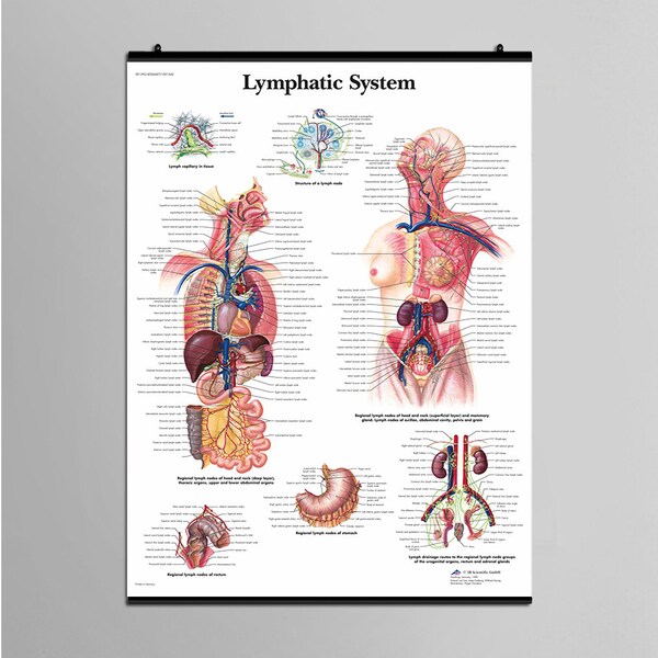 Lymphatic System - Etsy