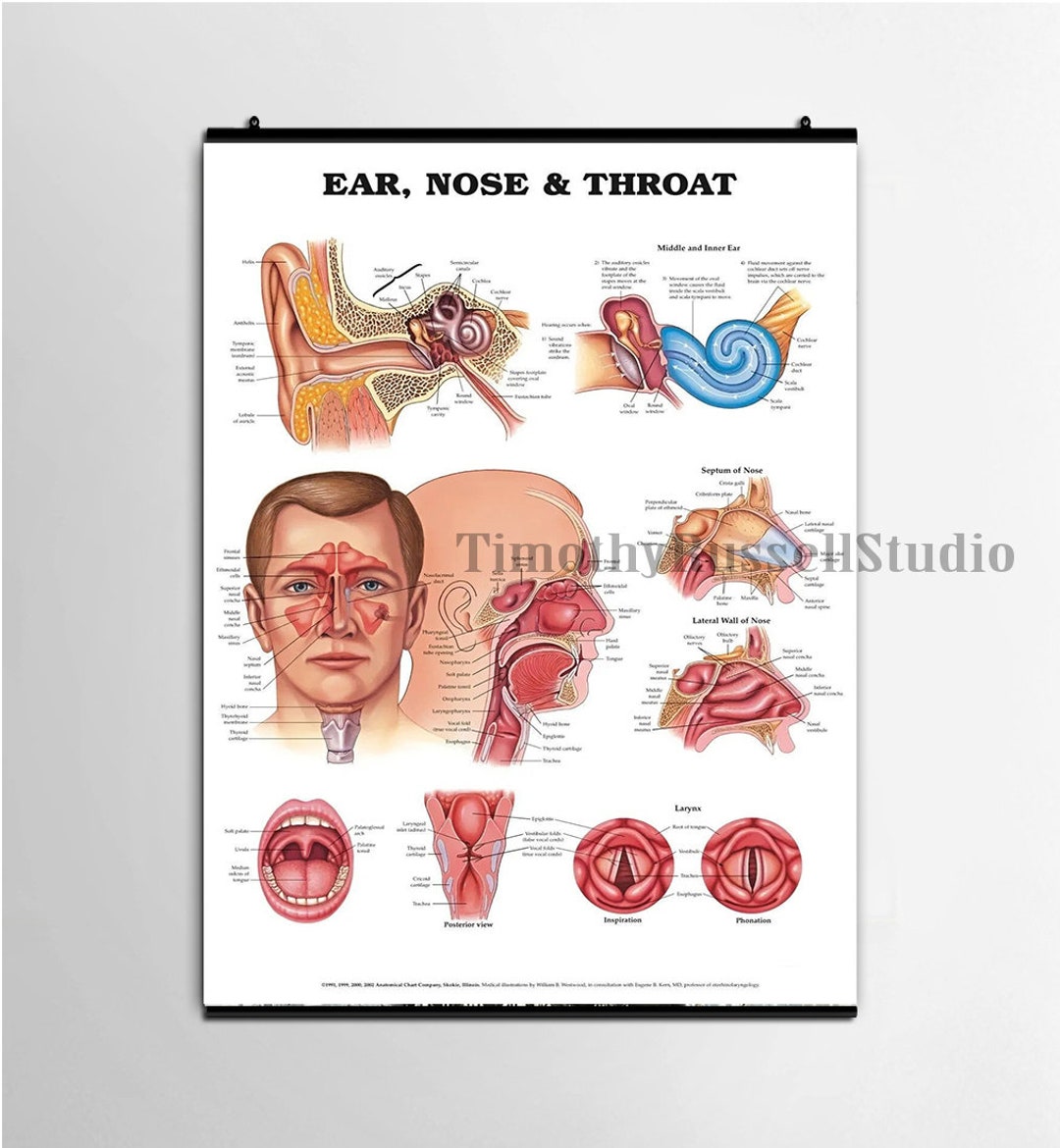 Anatomy of the Ears Nose & Throat Diagram Chart Oil Canvas - Etsy