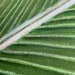 Large Green Leaf Painting Green Abstract Painting Leaf Oil Painting on ...