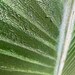 Large Green Leaf Painting Green Abstract Painting Leaf Oil Painting on ...