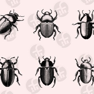 Black Scarab Beetle SVG Bundle - 24 Vintage Engravings - Scarab Clipart ...