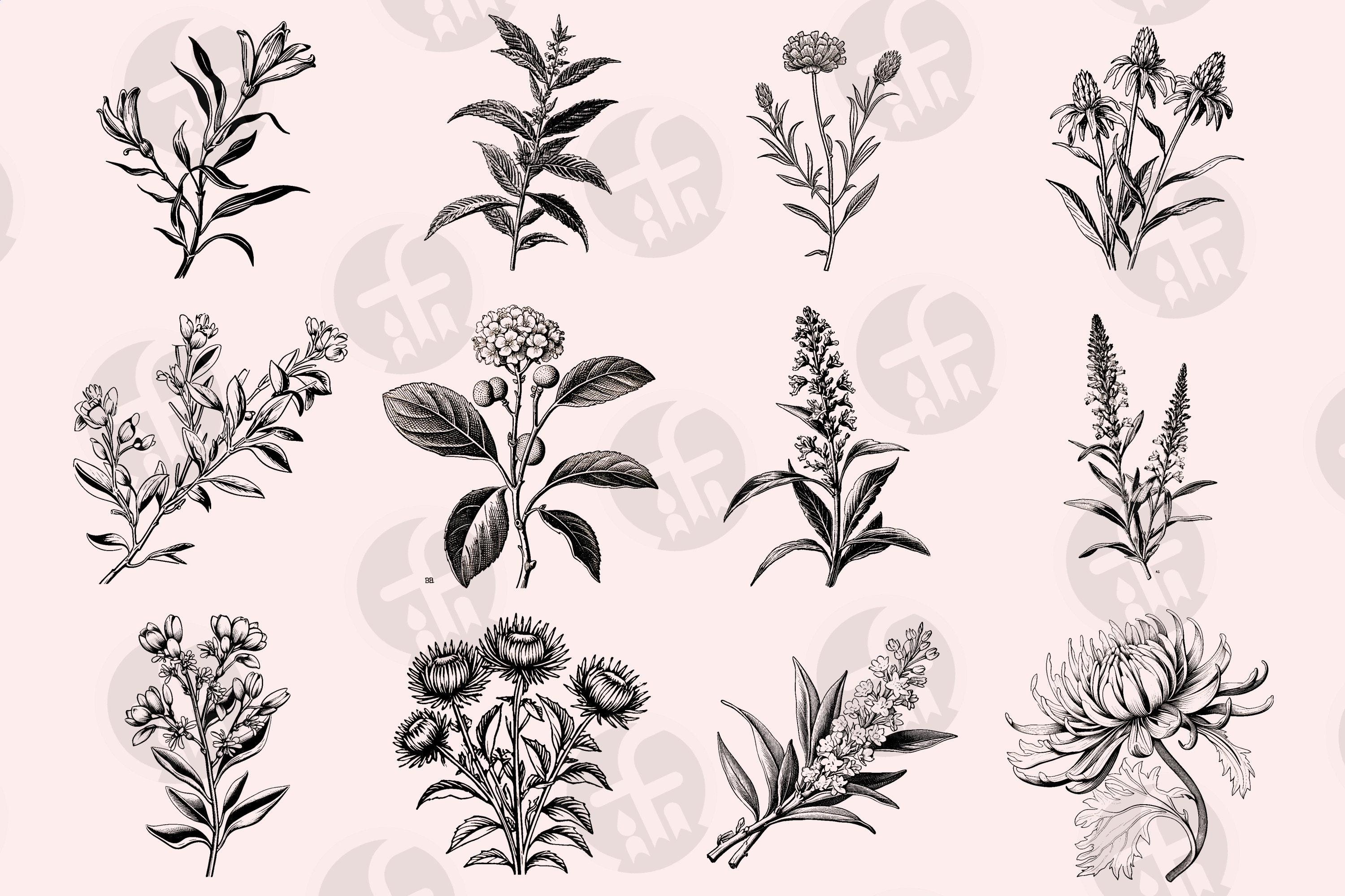 Botanical Herbs SVG Bundle 70 Vintage Engravings Cut Files - Etsy