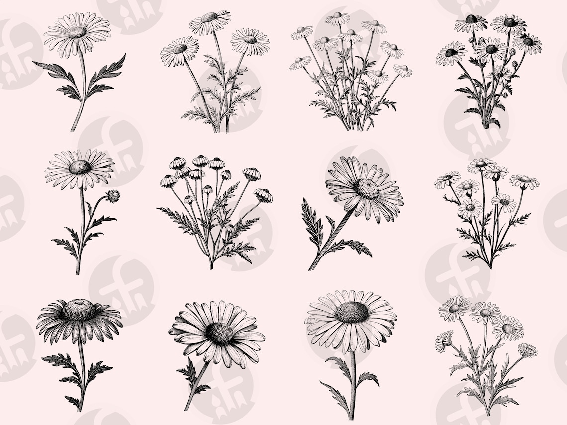 Chamomile SVG Bundle: 64 Vintage Botanical Designs (digital Download ...