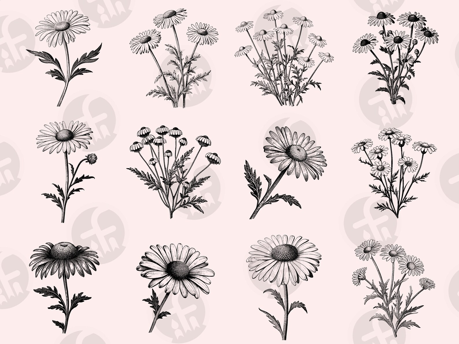 Chamomile SVG Bundle: 64 Vintage Botanical Designs (digital Download ...