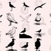 Ocean Birds SVG Bundle 180 Cut Files Coastal Bird Clipart Marine Avian ...