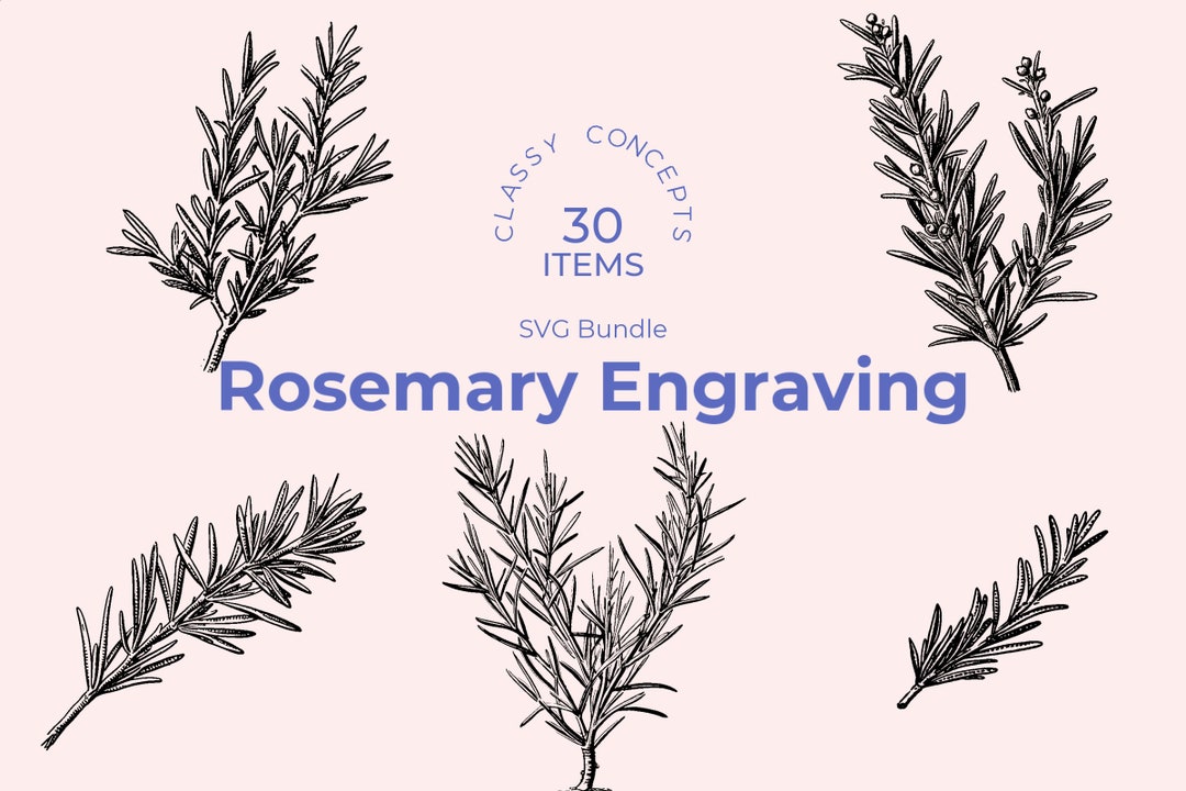 Rosemary SVG Bundle - 30 Vintage Engravings - Cut Files - Herbal ...
