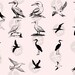 Ocean Birds SVG Bundle 180 Cut Files Coastal Bird Clipart Marine Avian ...