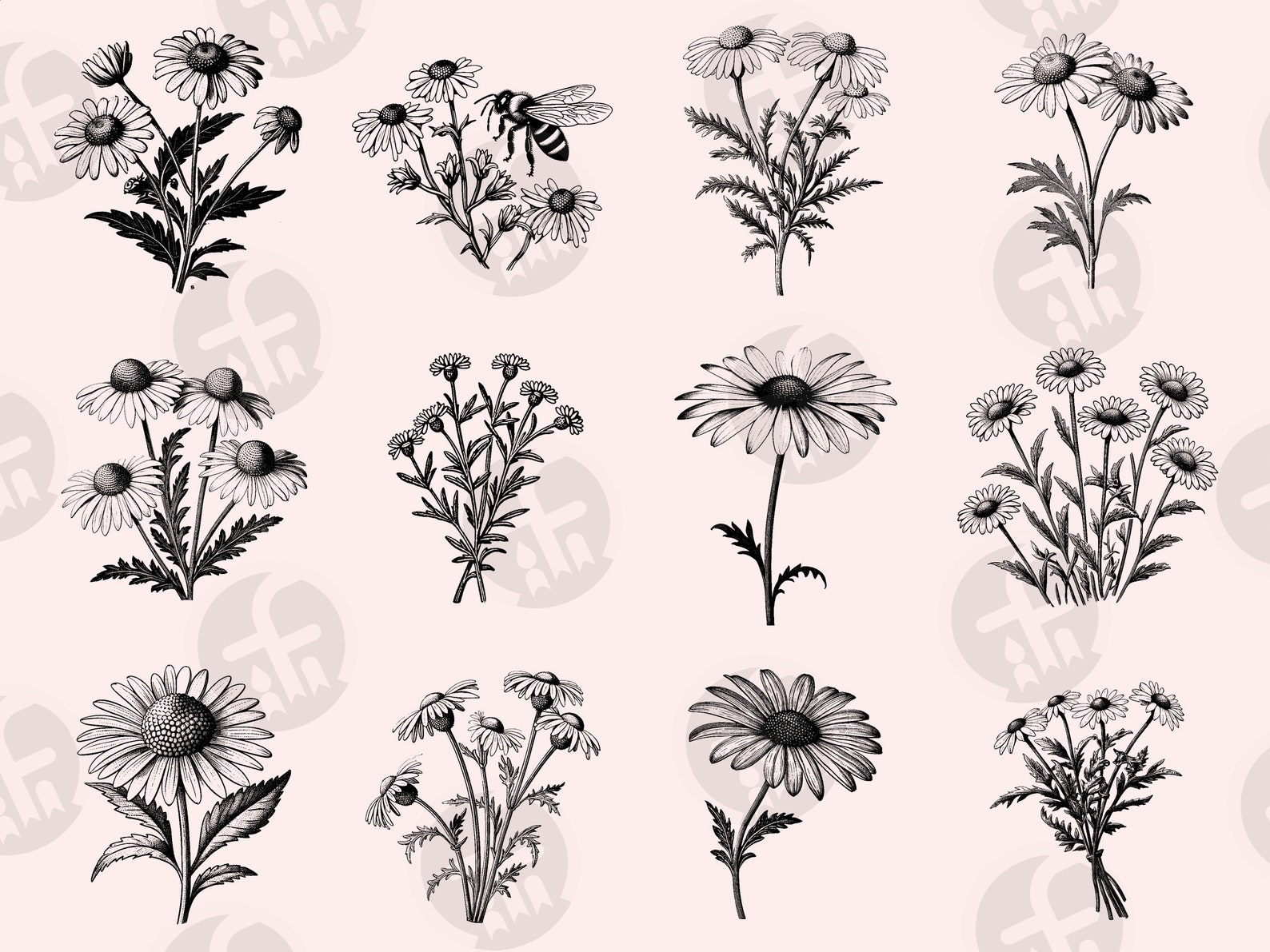 Chamomile SVG Bundle: 64 Vintage Botanical Designs (digital Download ...