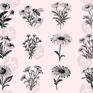 Chamomile SVG Bundle: 64 Vintage Botanical Designs (digital Download ...