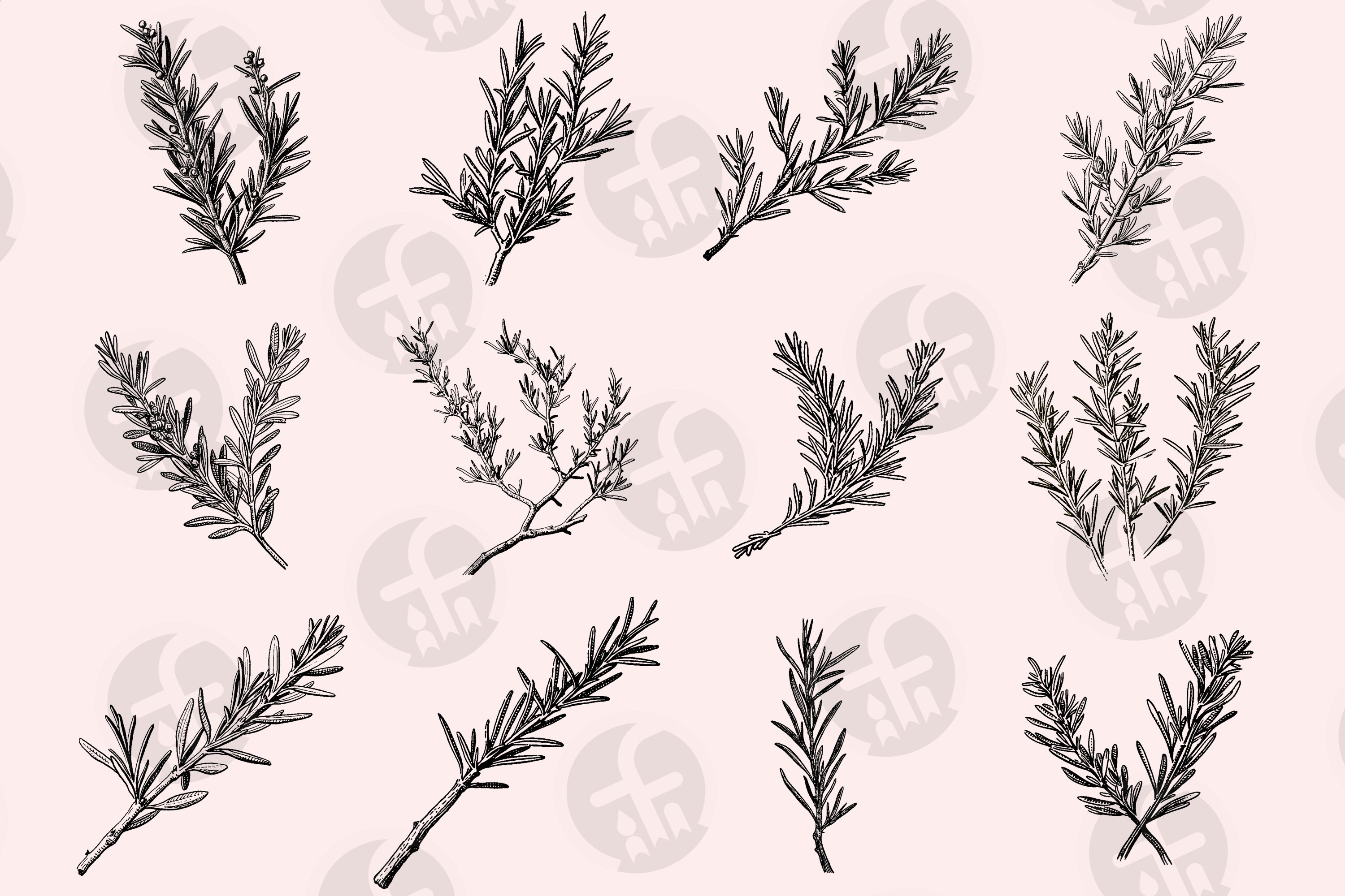 Rosemary SVG Bundle - 30 Vintage Engravings - Cut Files - Herbal ...